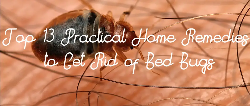 Top 13 Practical Home Remedies to Get Rid of Bed - Bed Bugs Sprays